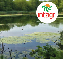Trichoderma Control de Hongos Fitopatógenos | Intagri S.C.